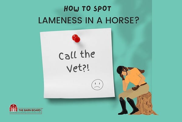 How to Spot Lameness in a Horse and When to Call a Vet - The Barn Board