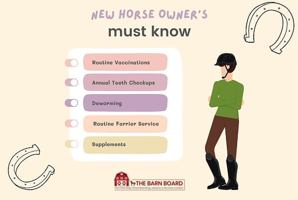 Horse Care 101 for First Time Horse Owners - The Barn Board